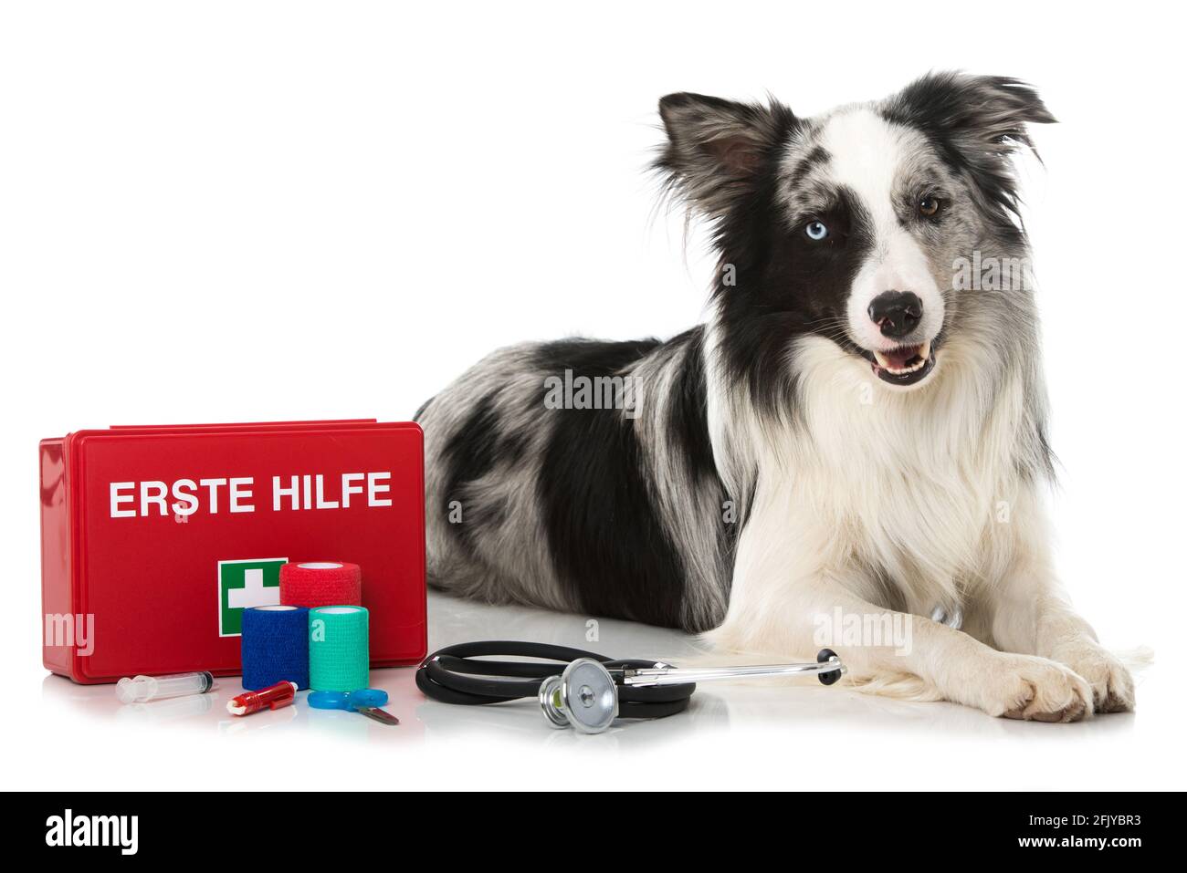 Dog with first aid kit Stock Photo - Alamy