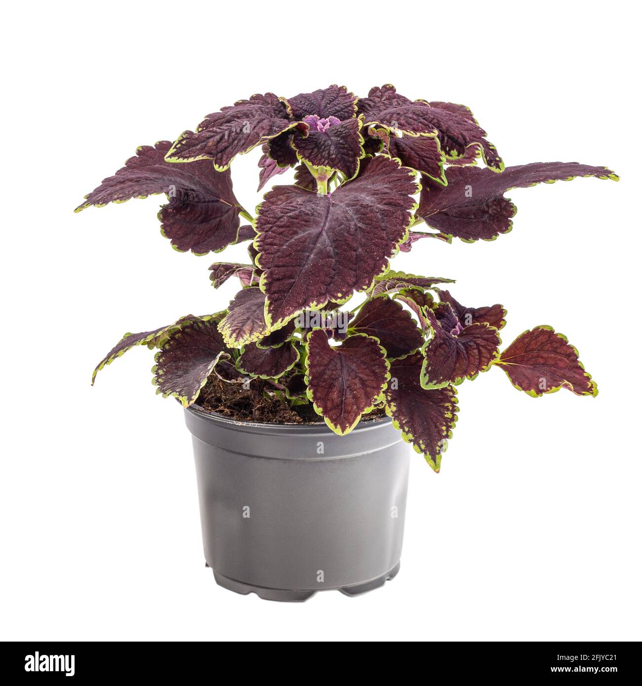 Maroon coleus plant hi-res stock photography and images - Alamy
