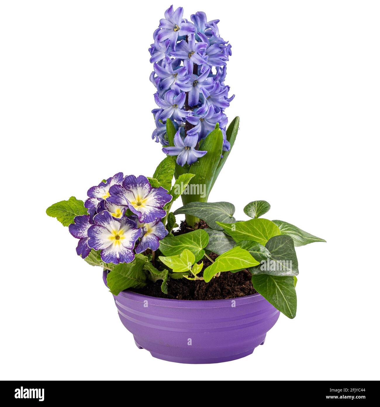 First spring flowers, hyacinths, primroses and ivy in pot isolated on ...