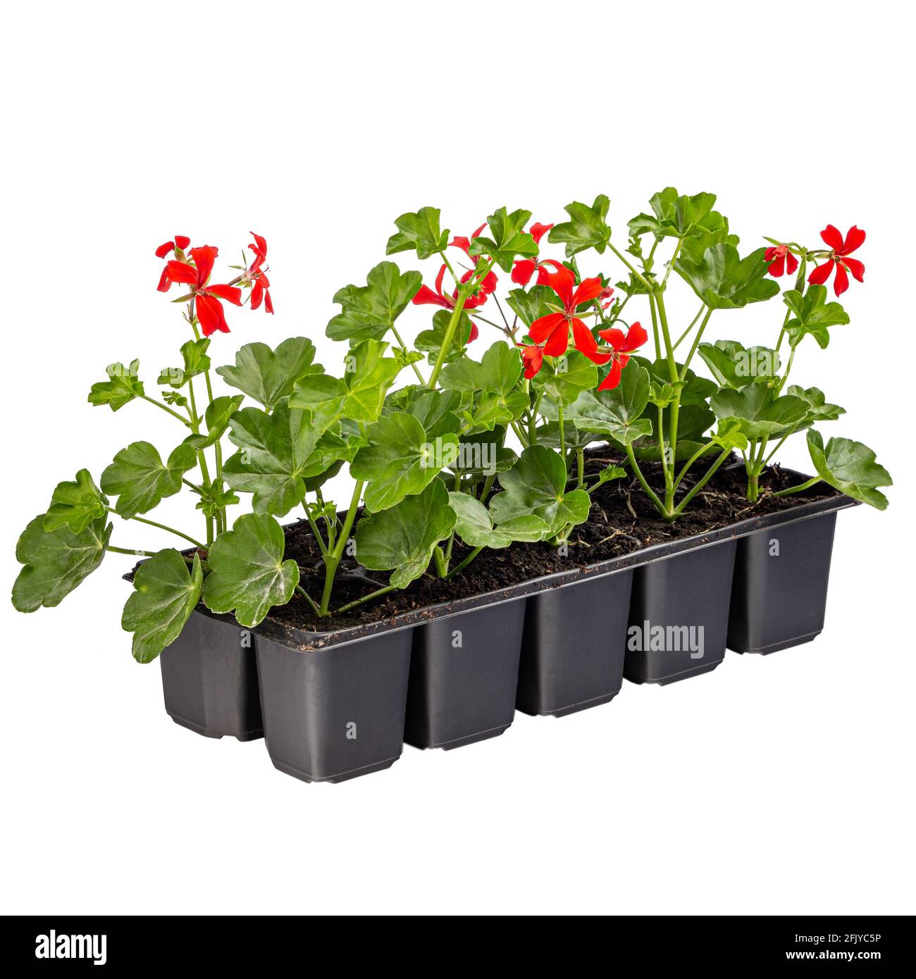 Ivy geraniums hi-res stock photography and images - Alamy