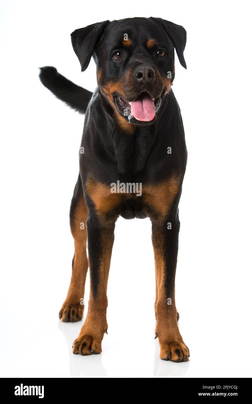 Portrait dog breed rottweiler Cut Out Stock Images & Pictures - Alamy