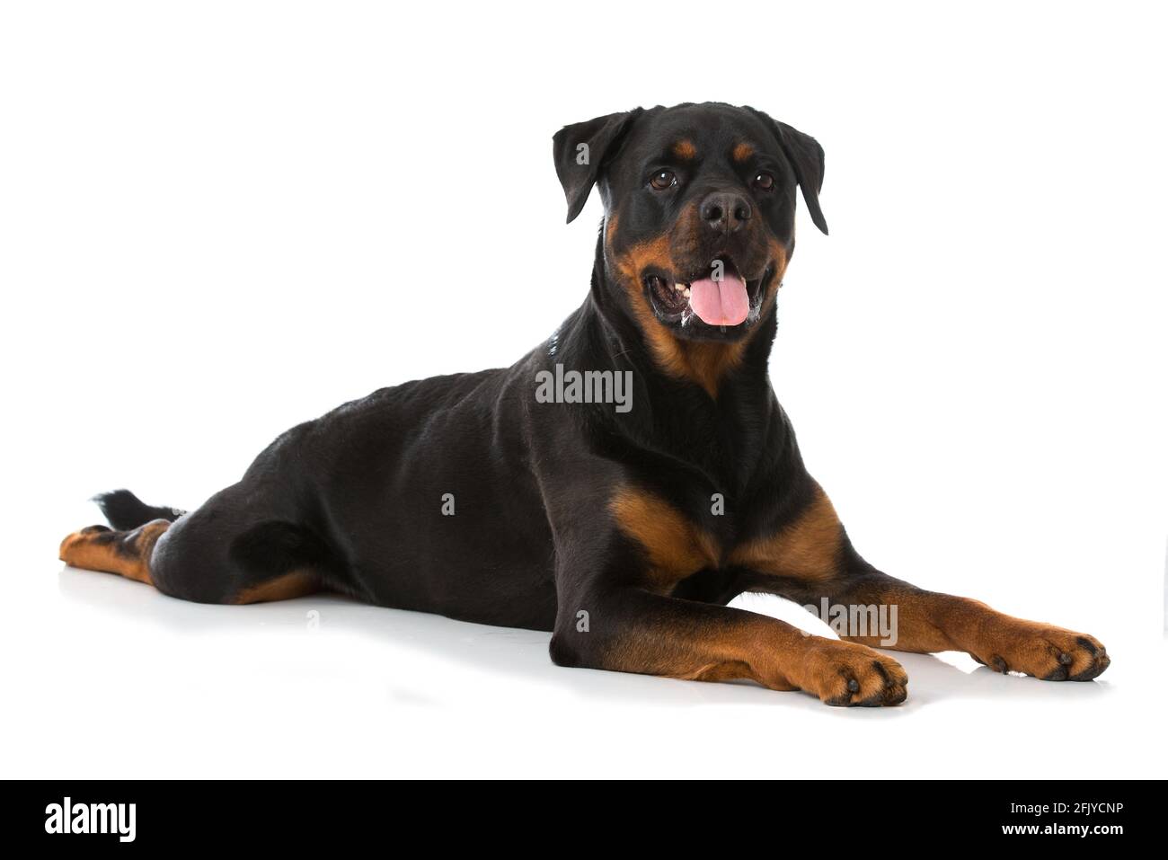 Rottweiler dog isolated on white background Stock Photo - Alamy