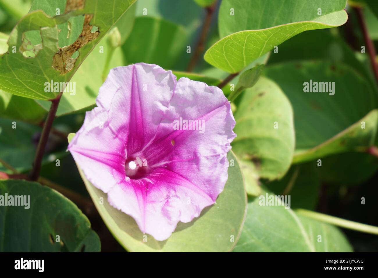 Beach moonflower with a natural background Stock Photo - Alamy