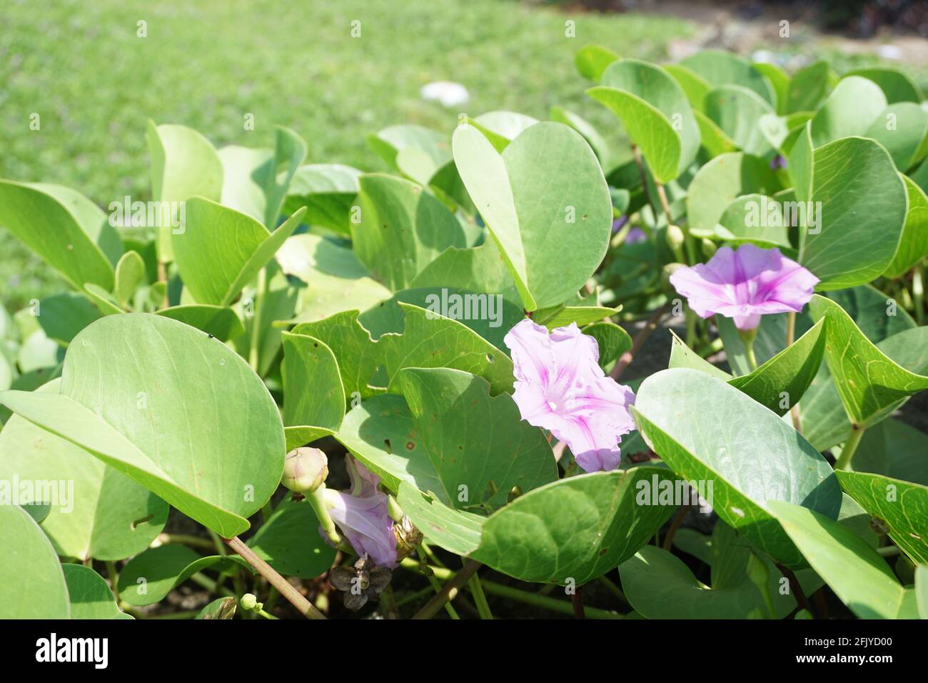 Beach moonflower with a natural background Stock Photo - Alamy