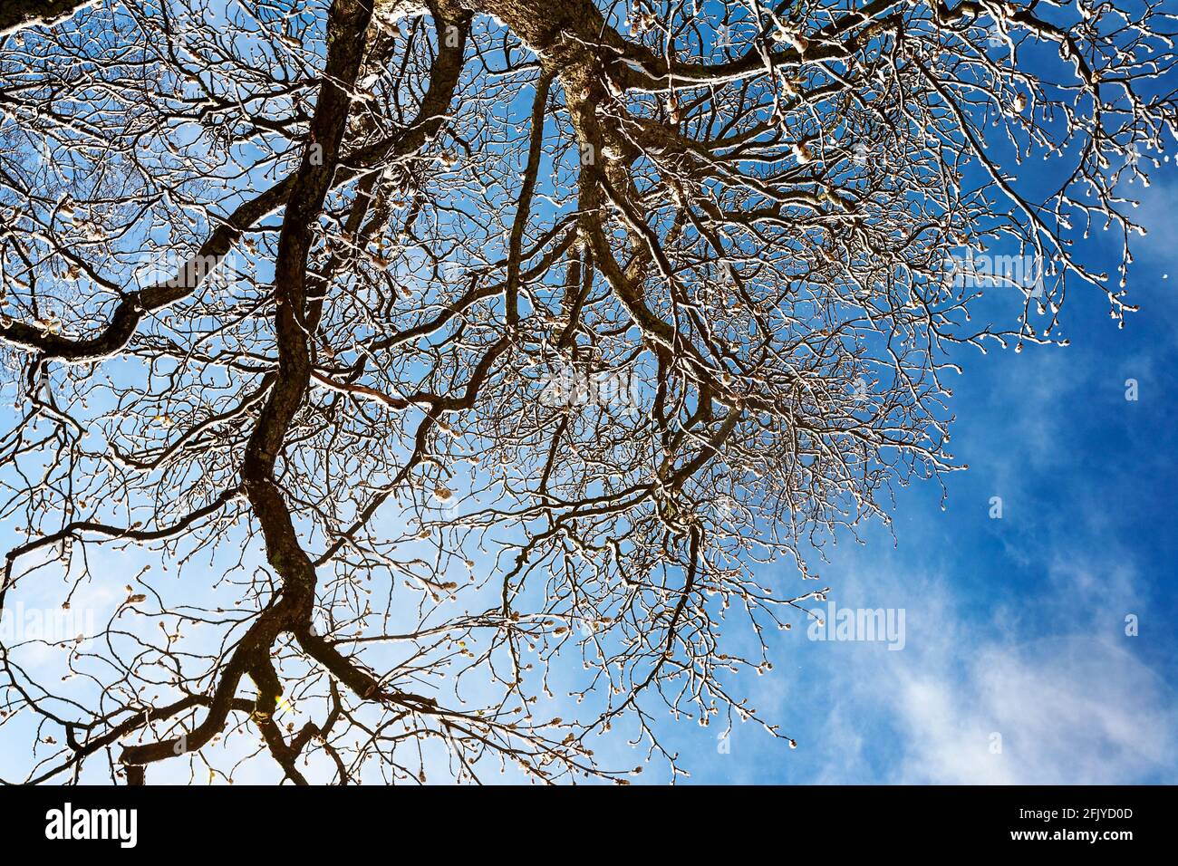 Spring background with covered snow blossoming tree. April weather ...