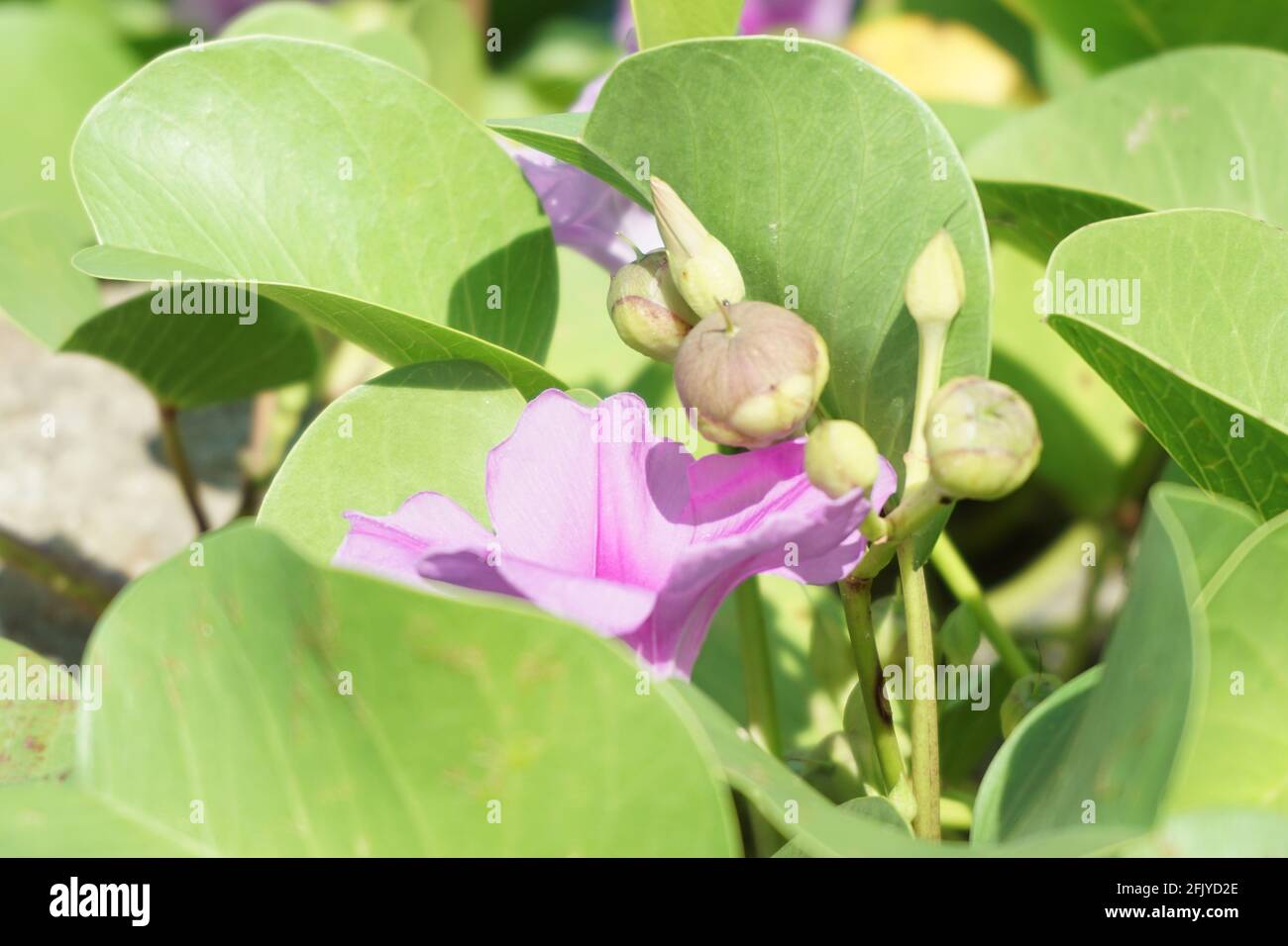 Beach moonflower with a natural background Stock Photo - Alamy