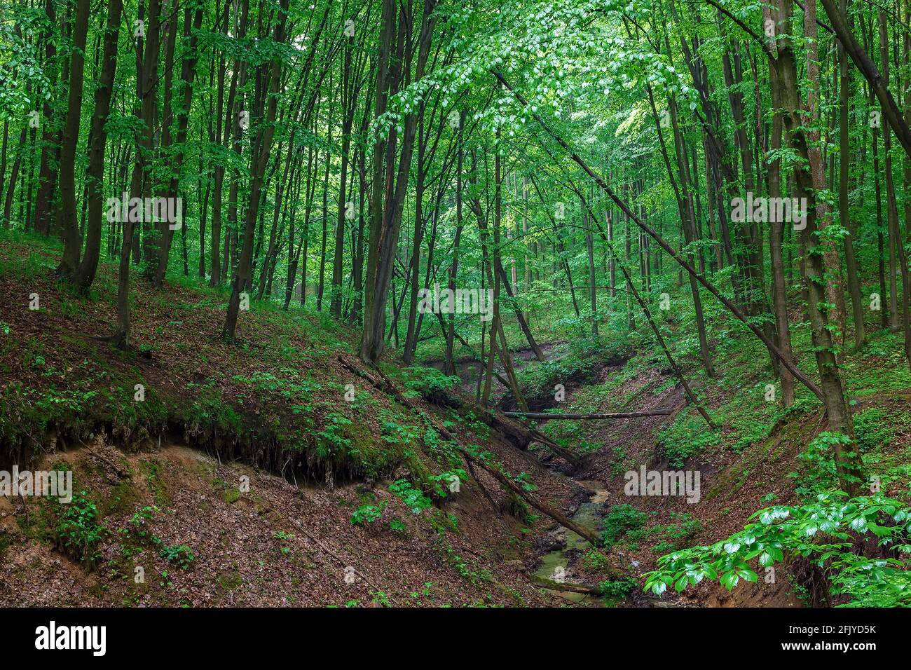 Green spring wet forest with paths and streams Stock Photo - Alamy