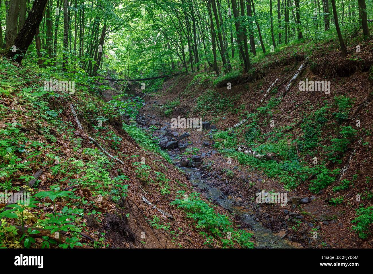 Green spring wet forest with paths and streams Stock Photo - Alamy