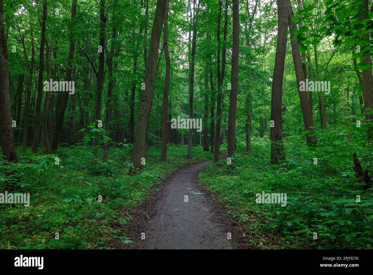 Green spring wet forest with paths and streams Stock Photo - Alamy