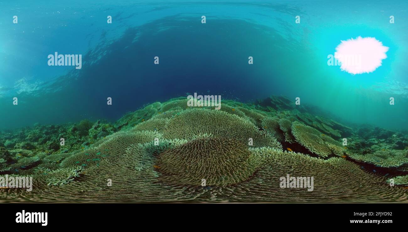 Underwater Colorful Tropical Fishes. wonderful and beautiful underwater ...