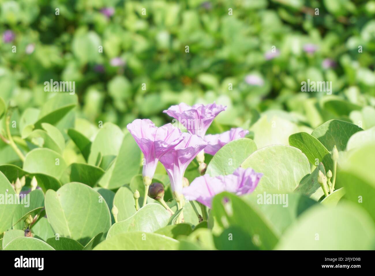 Beach moonflower with a natural background Stock Photo - Alamy