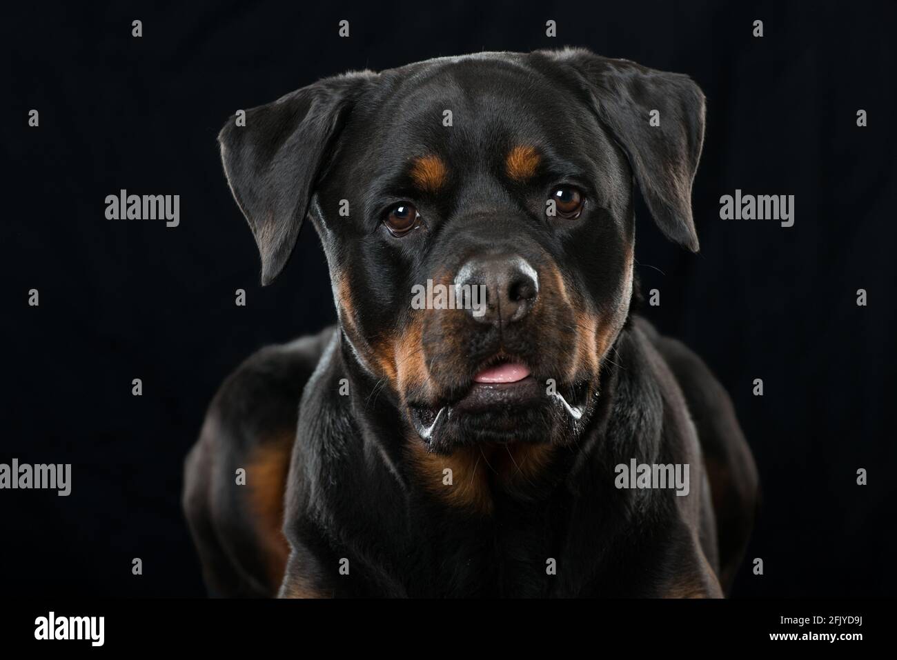 Rottweiler dog isolated on black background Stock Photo - Alamy