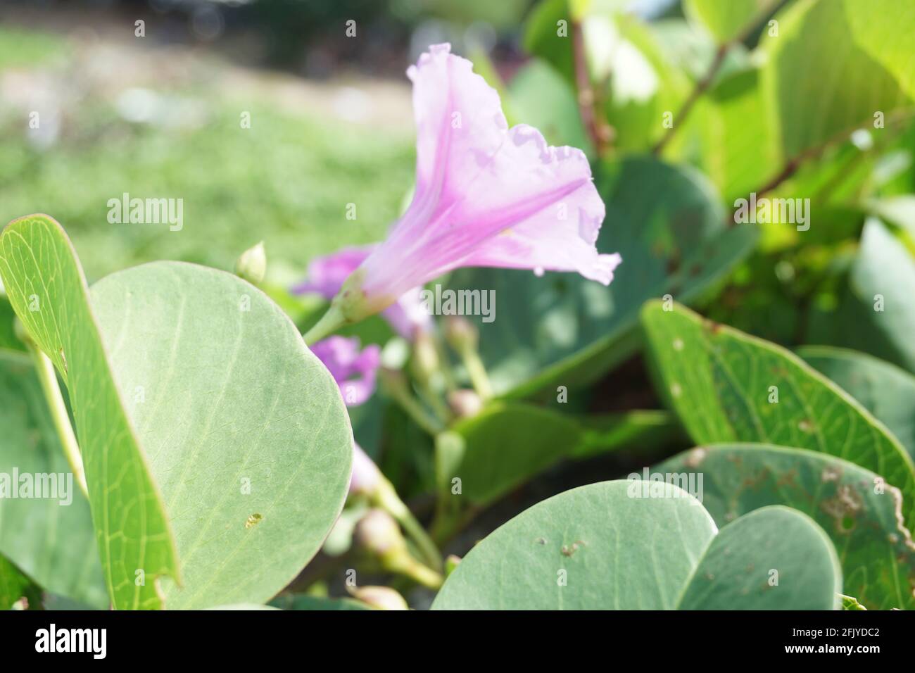 Beach moonflower with a natural background Stock Photo - Alamy