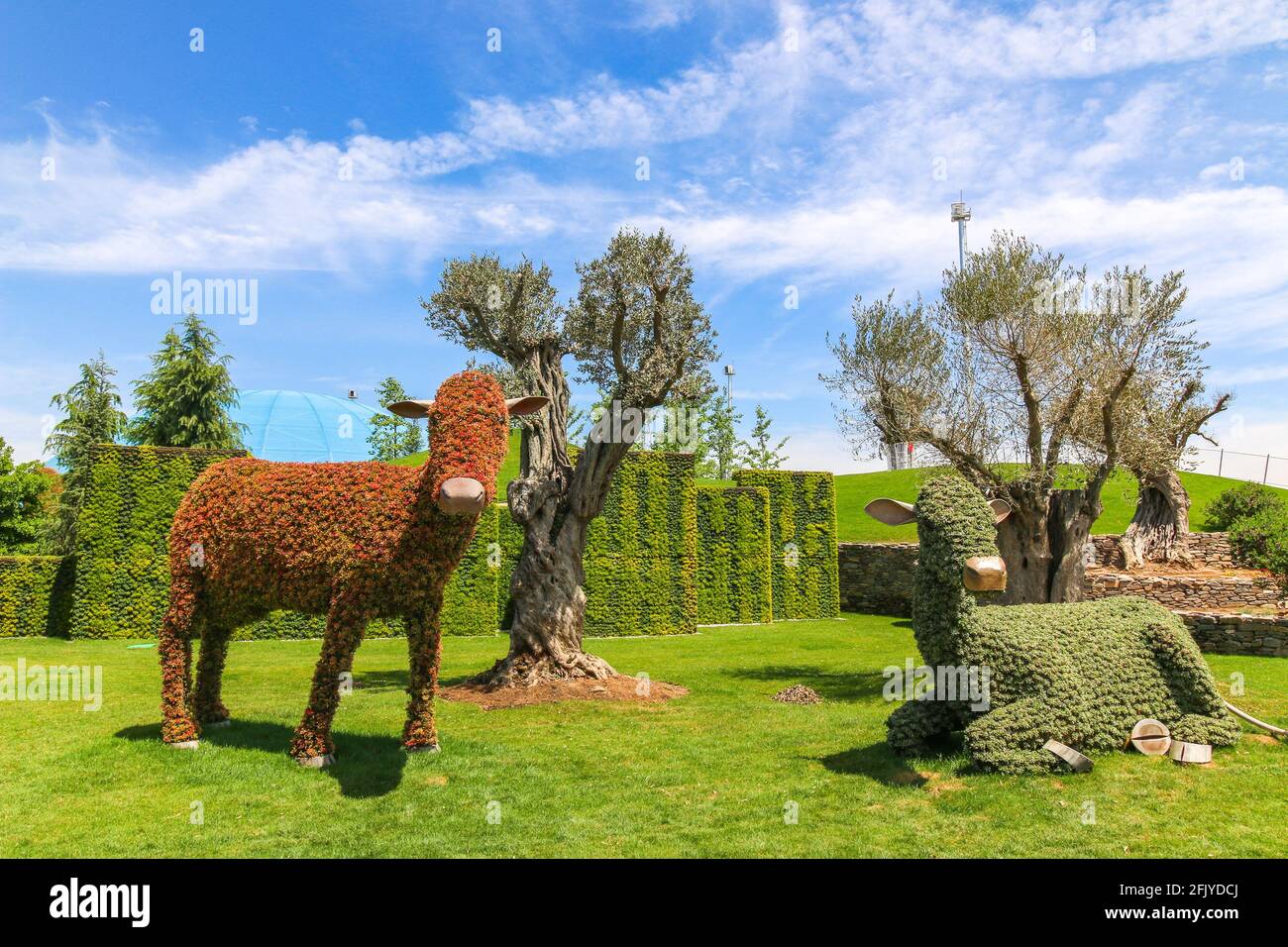 Figure of brown and green cow made of green lawn grass in the park ...