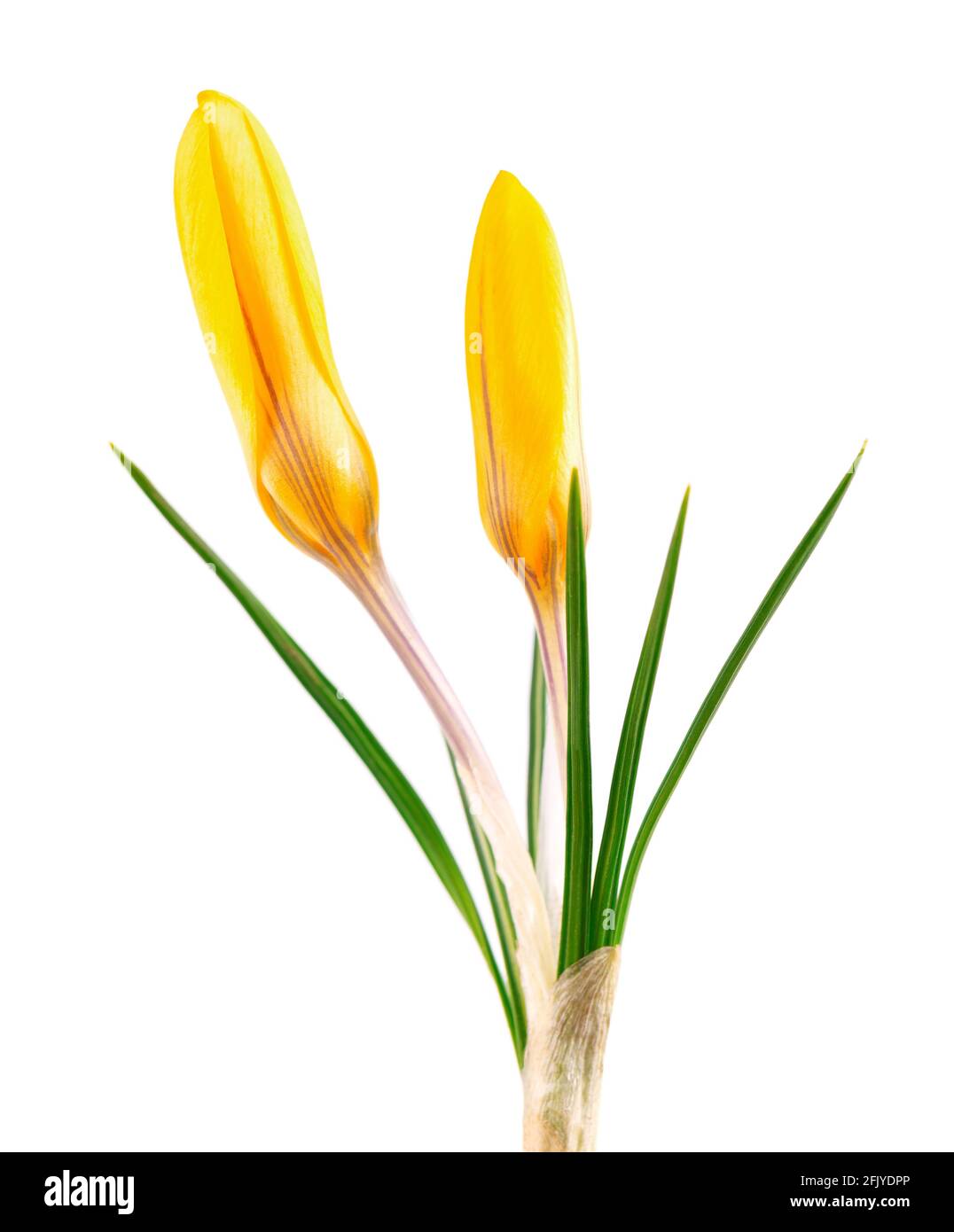 Yellow crocus flower isolated on white background. Beautiful spring ...