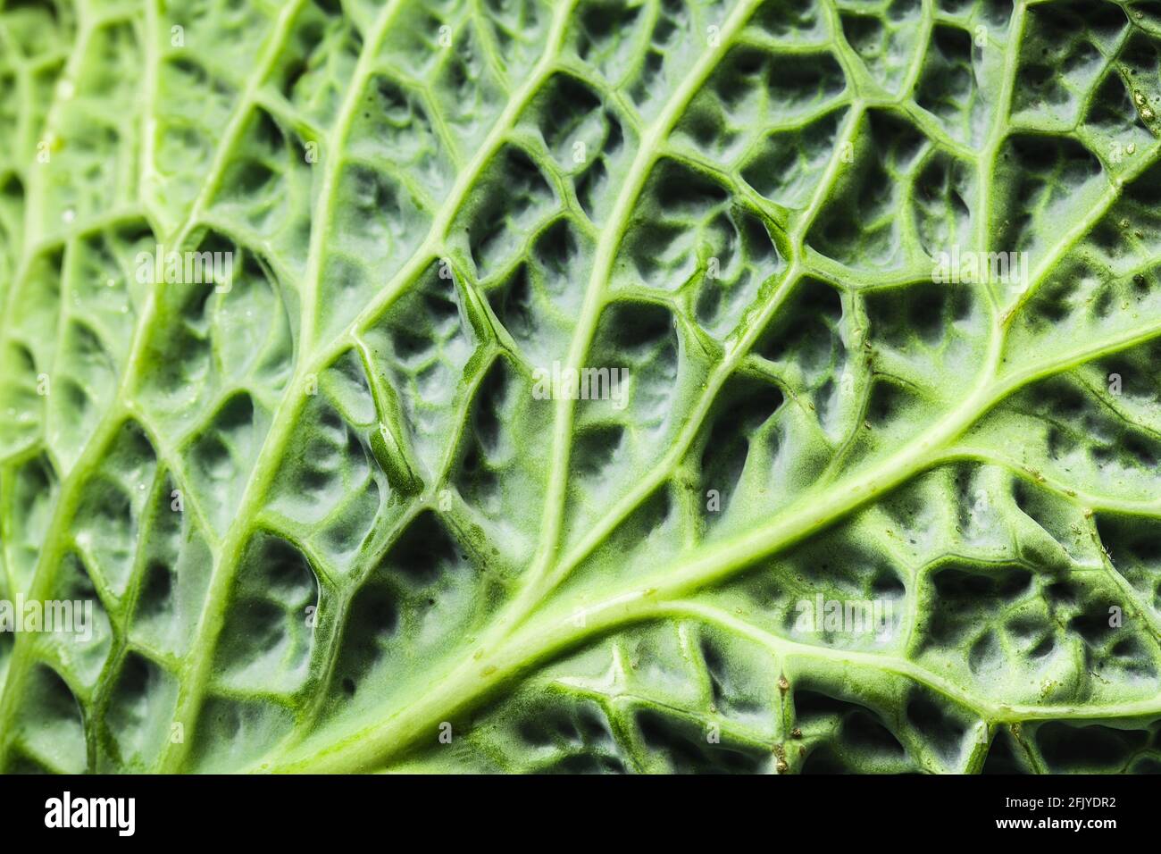 Single cabbage leaf hi-res stock photography and images - Alamy