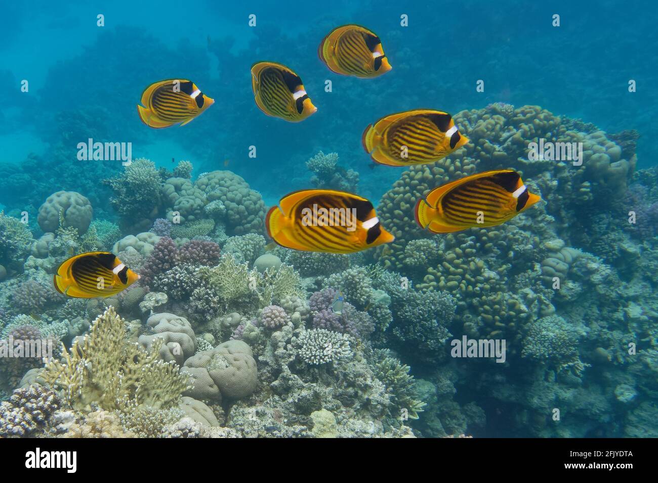 Diagonal butterflyfishes (Chaetodon fasciatus) in Red Sea Stock Photo ...