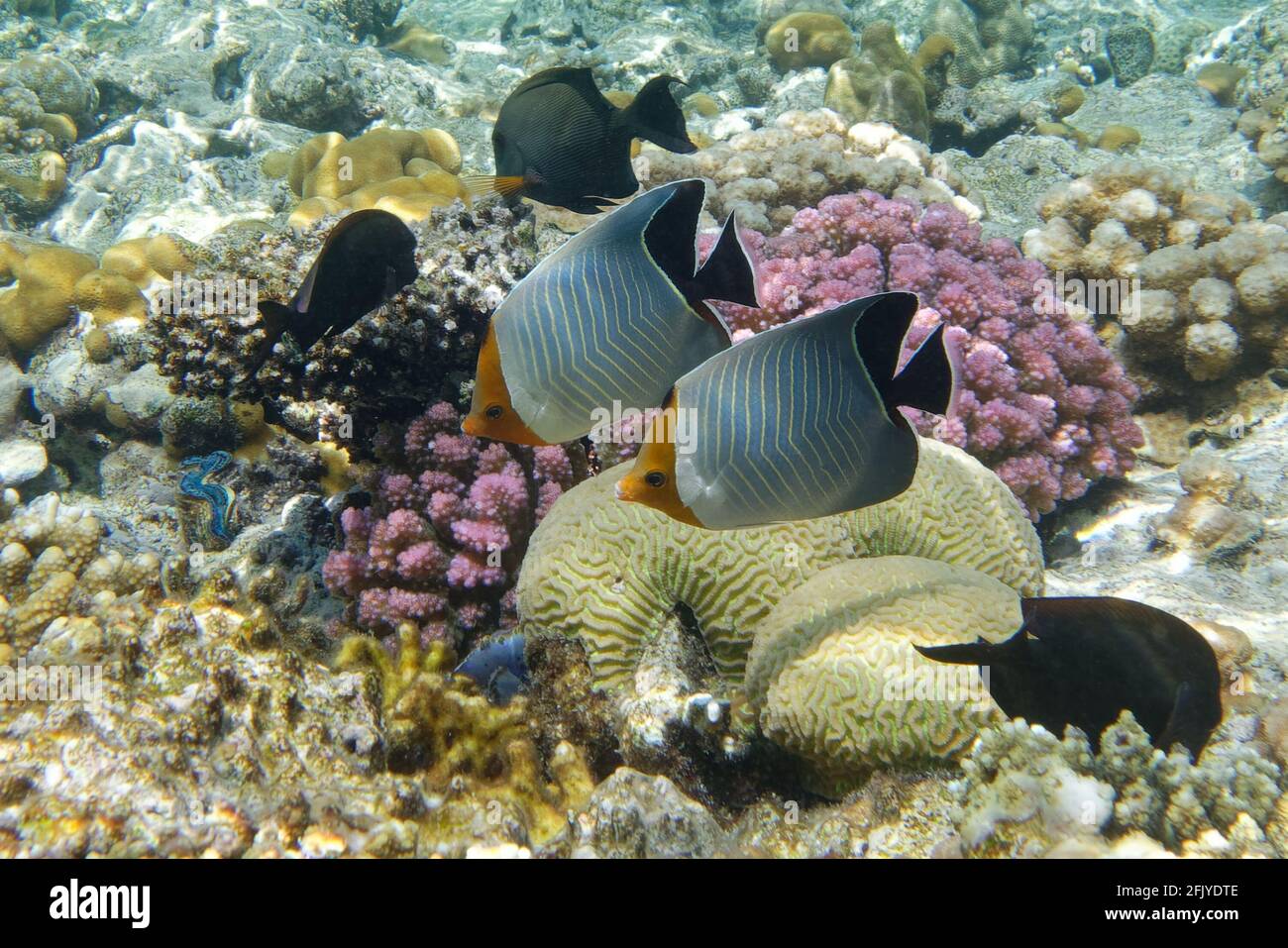 Hooded butterflyfish or Orangeface butterflyfish (Chaetodon larvatus ...