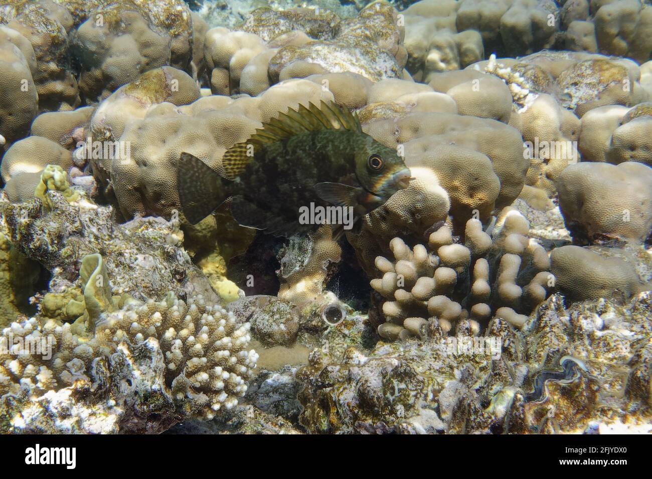 Dusky spinefoot or Squaretail rabbitfish (Siganus luridus) in Red Sea ...