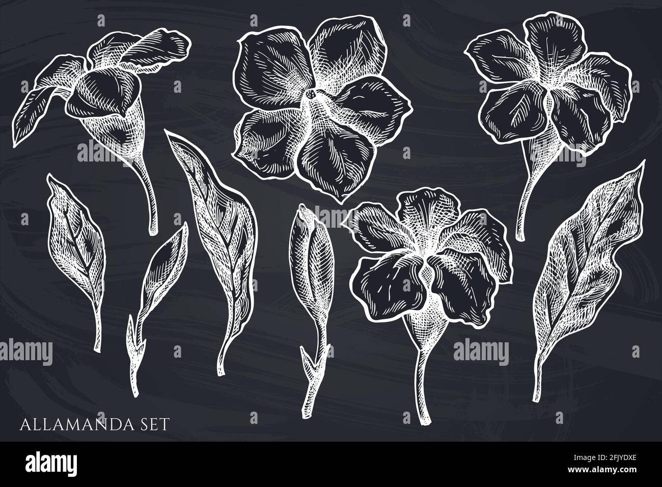 Vector set of hand drawn chalk allamanda Stock Vector Image & Art - Alamy