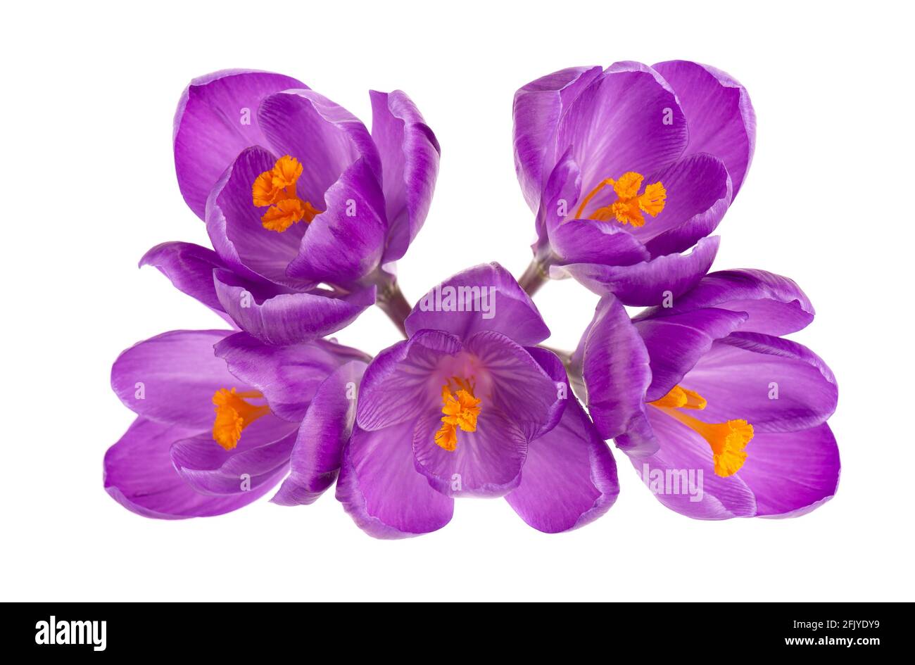 Crocus flowers isolated on white background. Close up of saffron flower ...