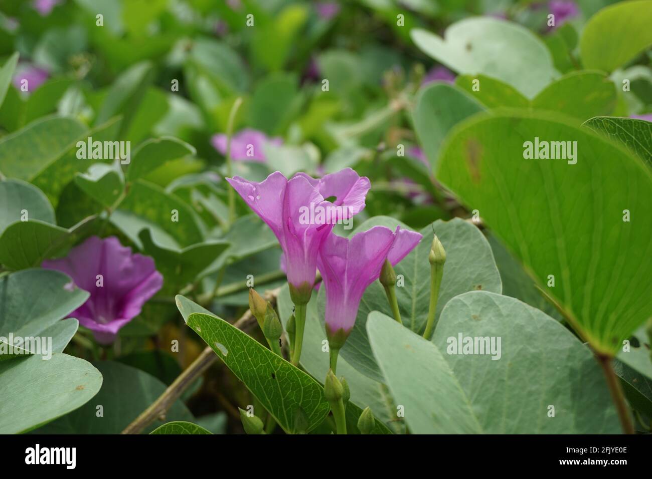 Beach moonflower with a natural background Stock Photo - Alamy