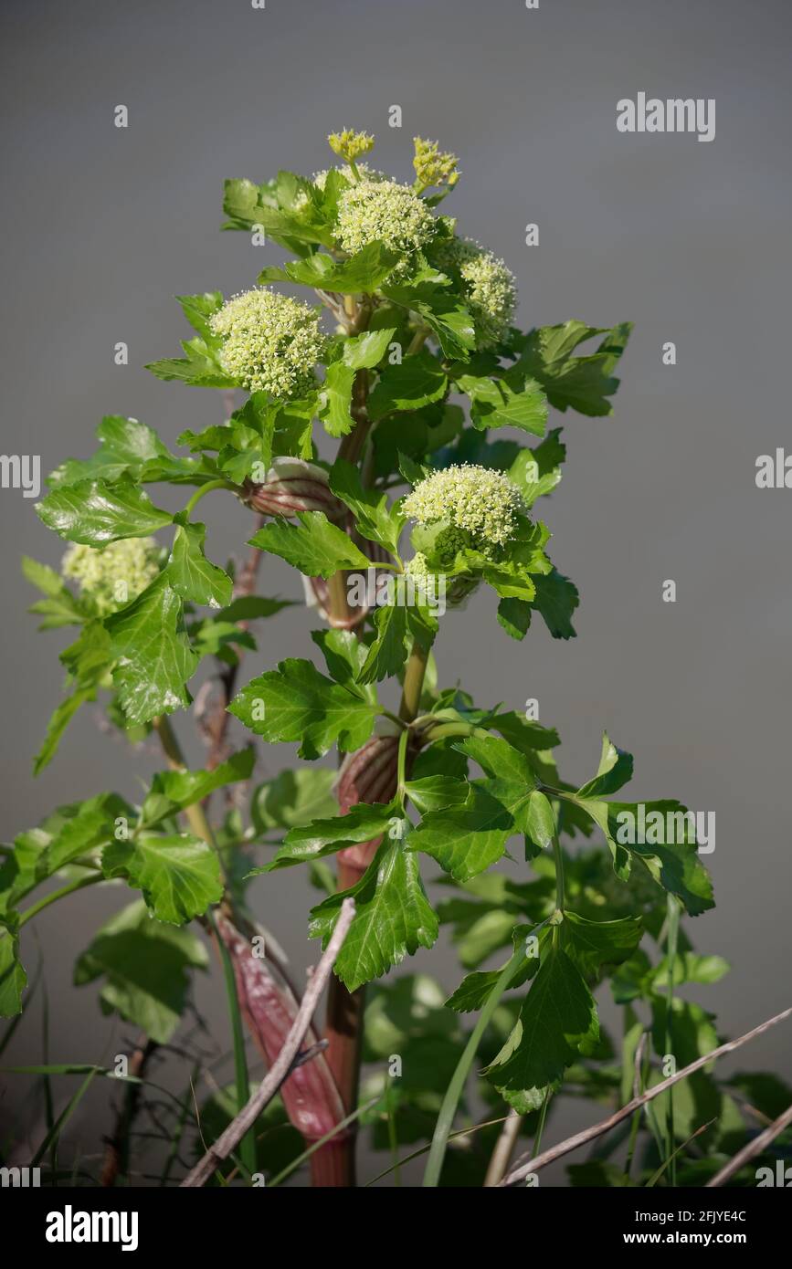 Alexanders plant hi-res stock photography and images - Alamy