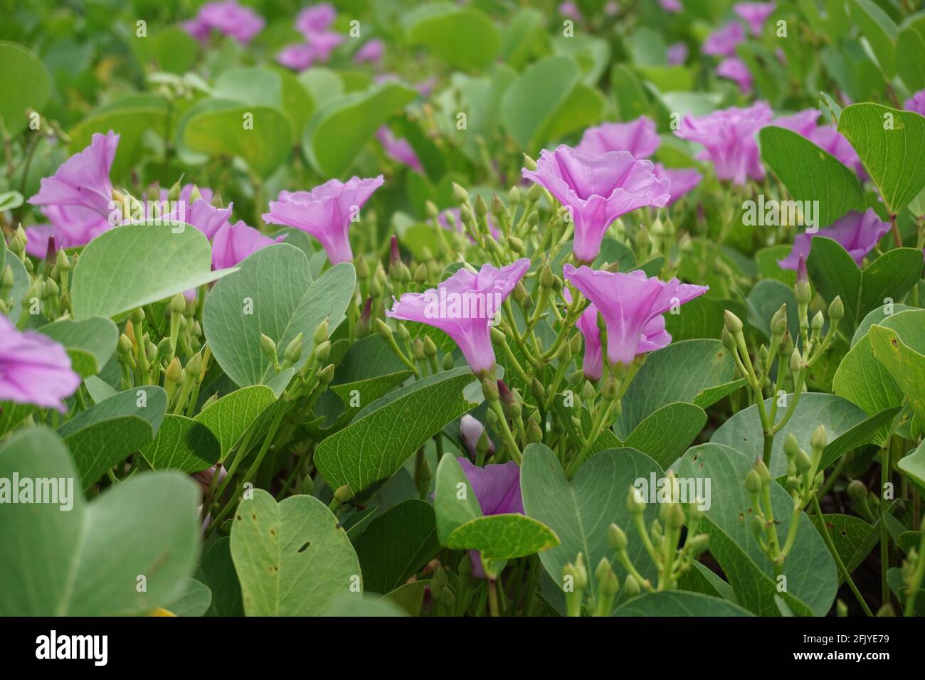 Beach moonflower with a natural background Stock Photo - Alamy
