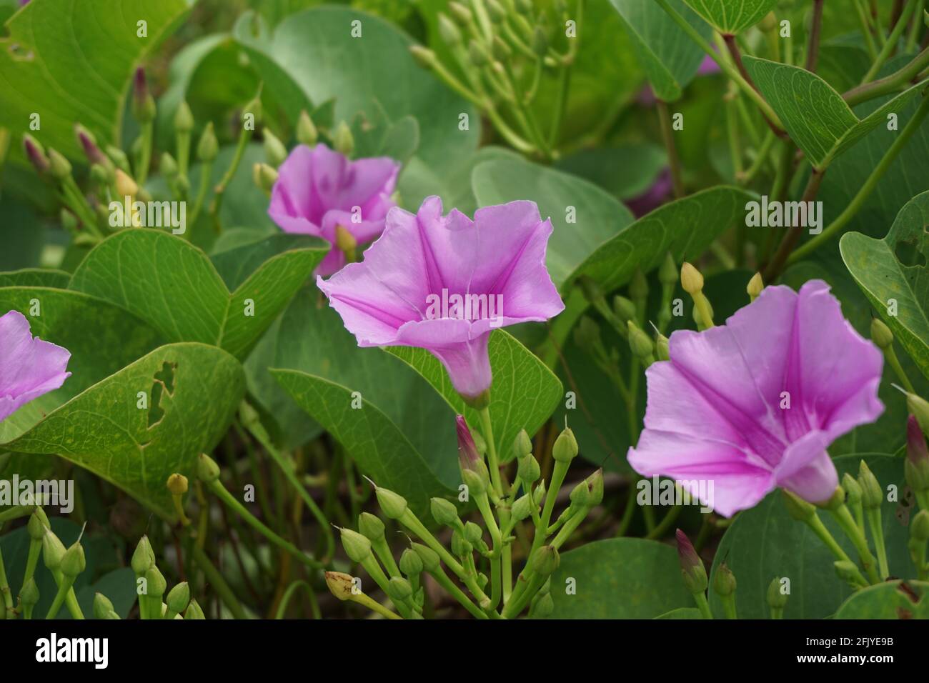 Purple beach moonflower hi-res stock photography and images - Alamy