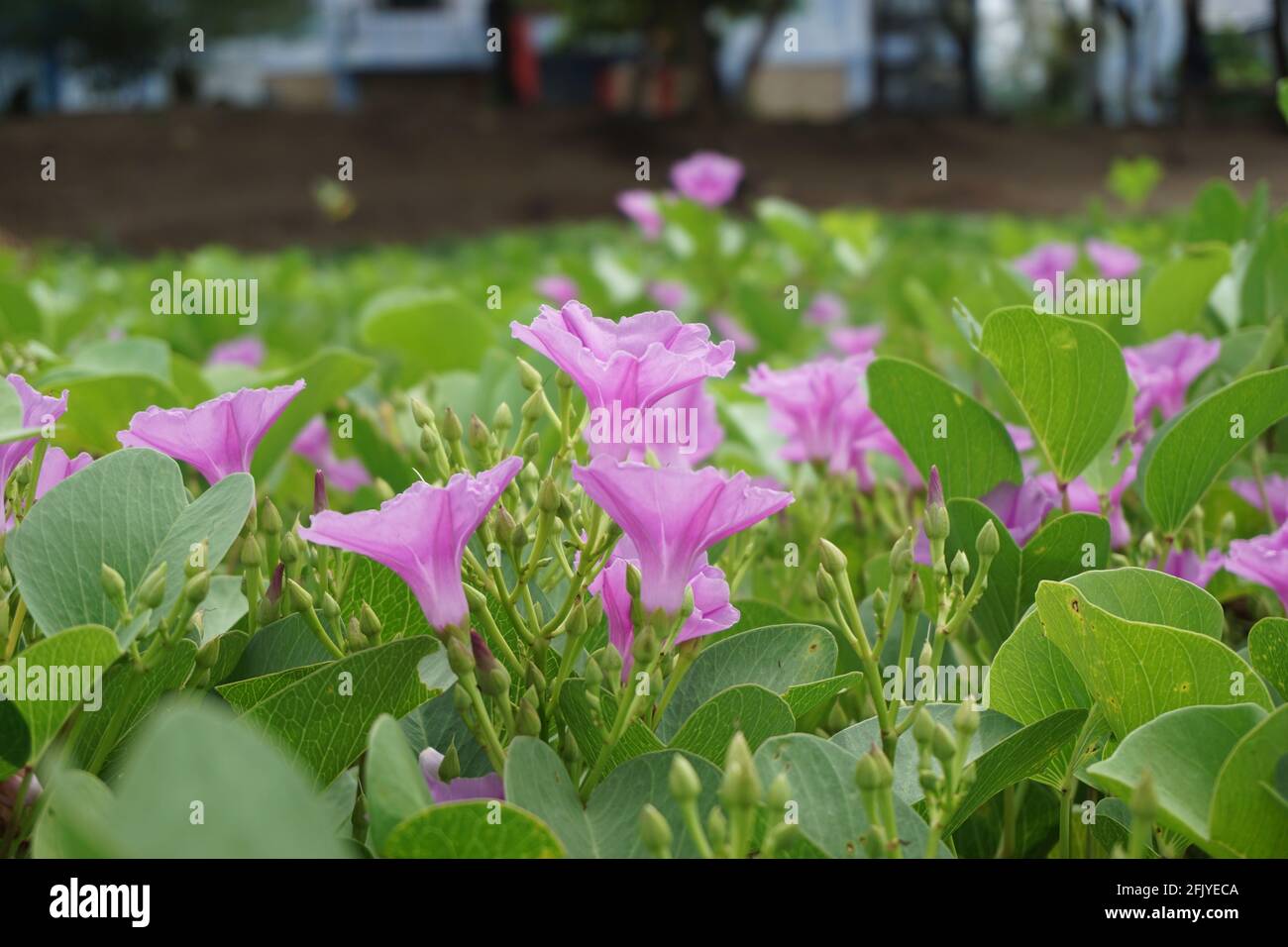 Beach moonflower with a natural background Stock Photo - Alamy