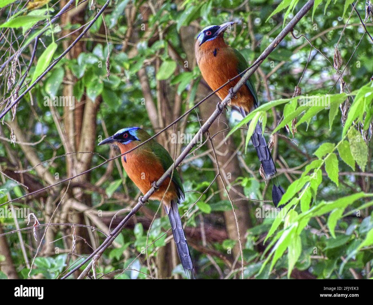 Beautiful shot of two cute Trinidad Motmot birds perched on a tree ...