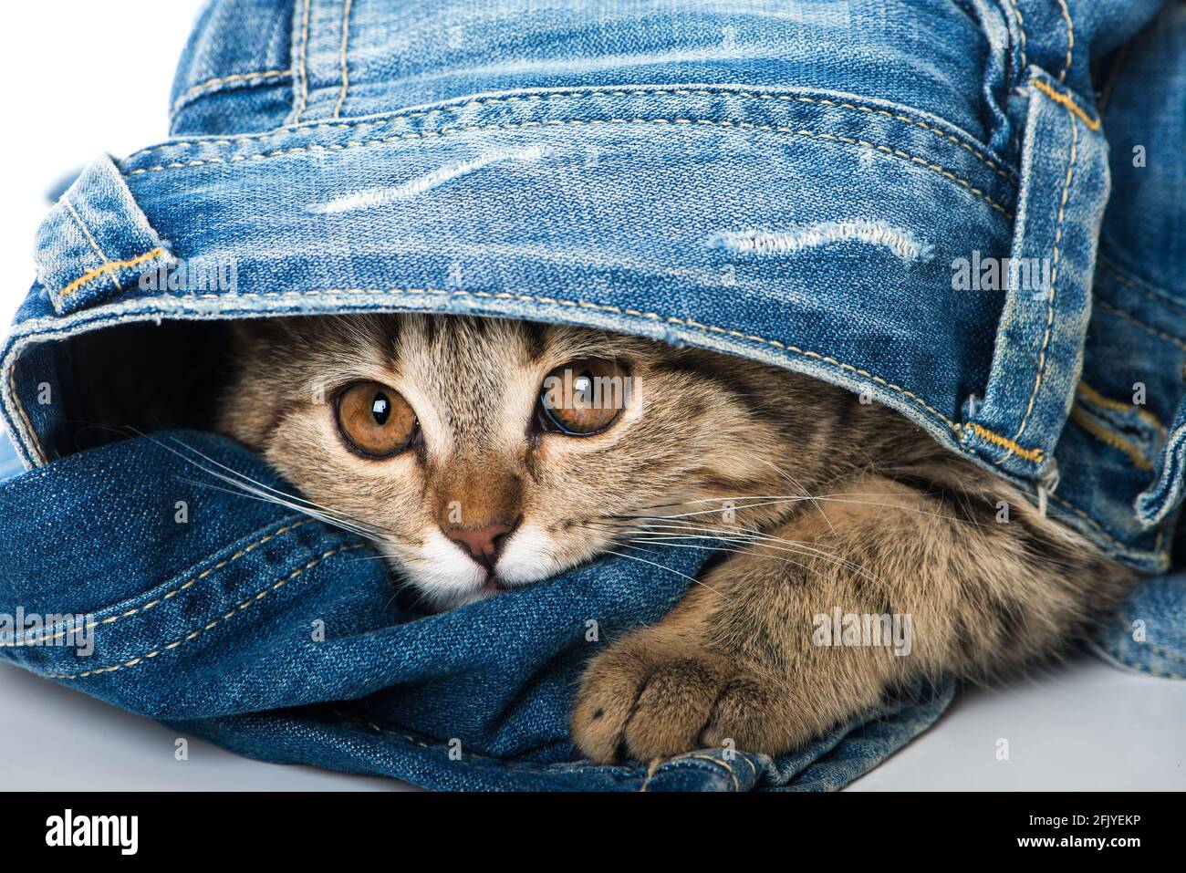 Cute tabby kitten with blue jeans Stock Photo - Alamy