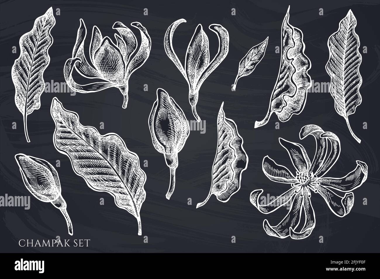 Vector set of hand drawn chalk champak Stock Vector Image & Art - Alamy