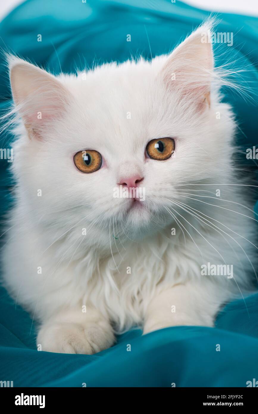 Colourpoint persian hi-res stock photography and images - Alamy