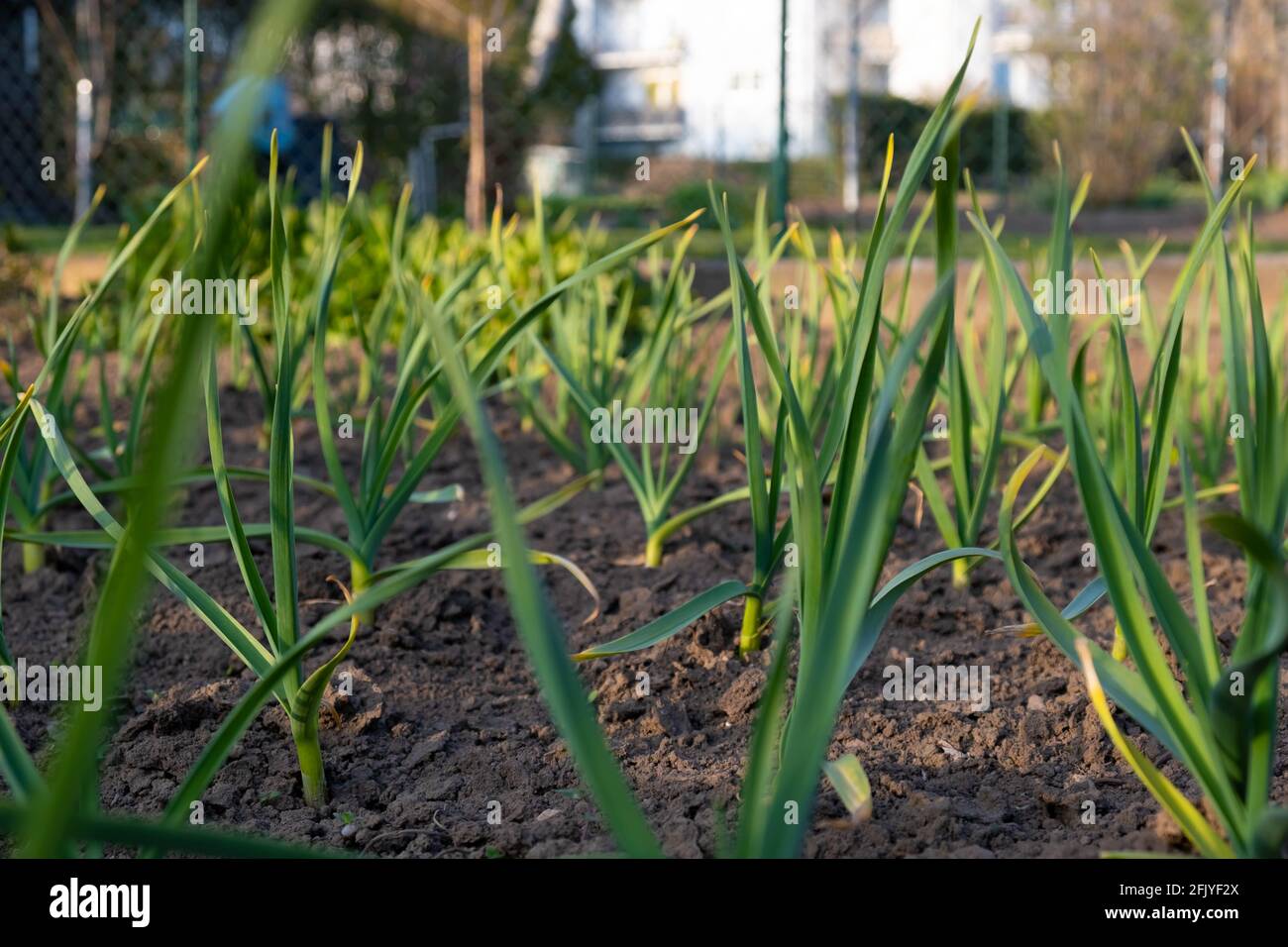 Garlic fresh stem field hi-res stock photography and images - Alamy