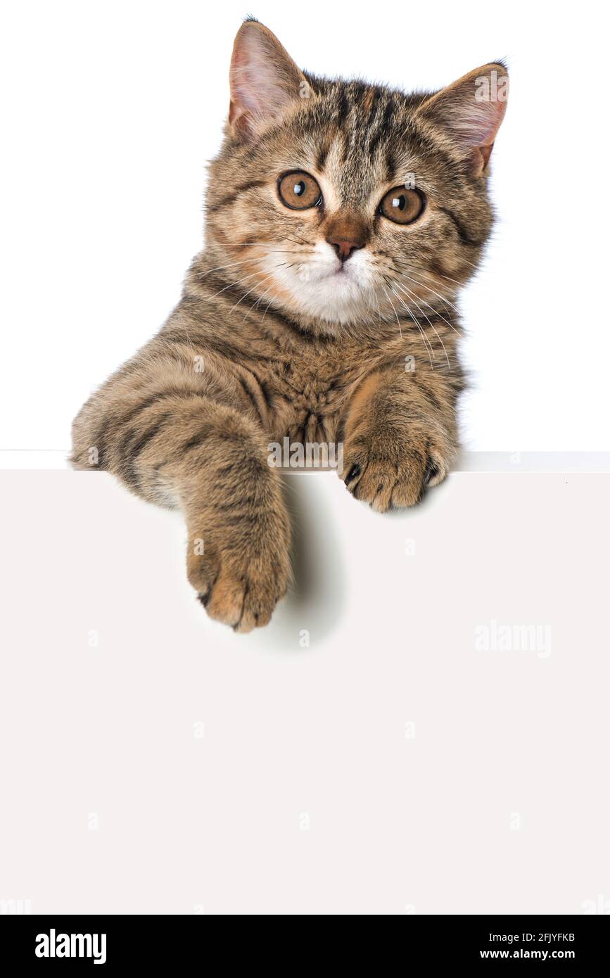 Cute tabby kitten looking over a wall on white background Stock Photo ...