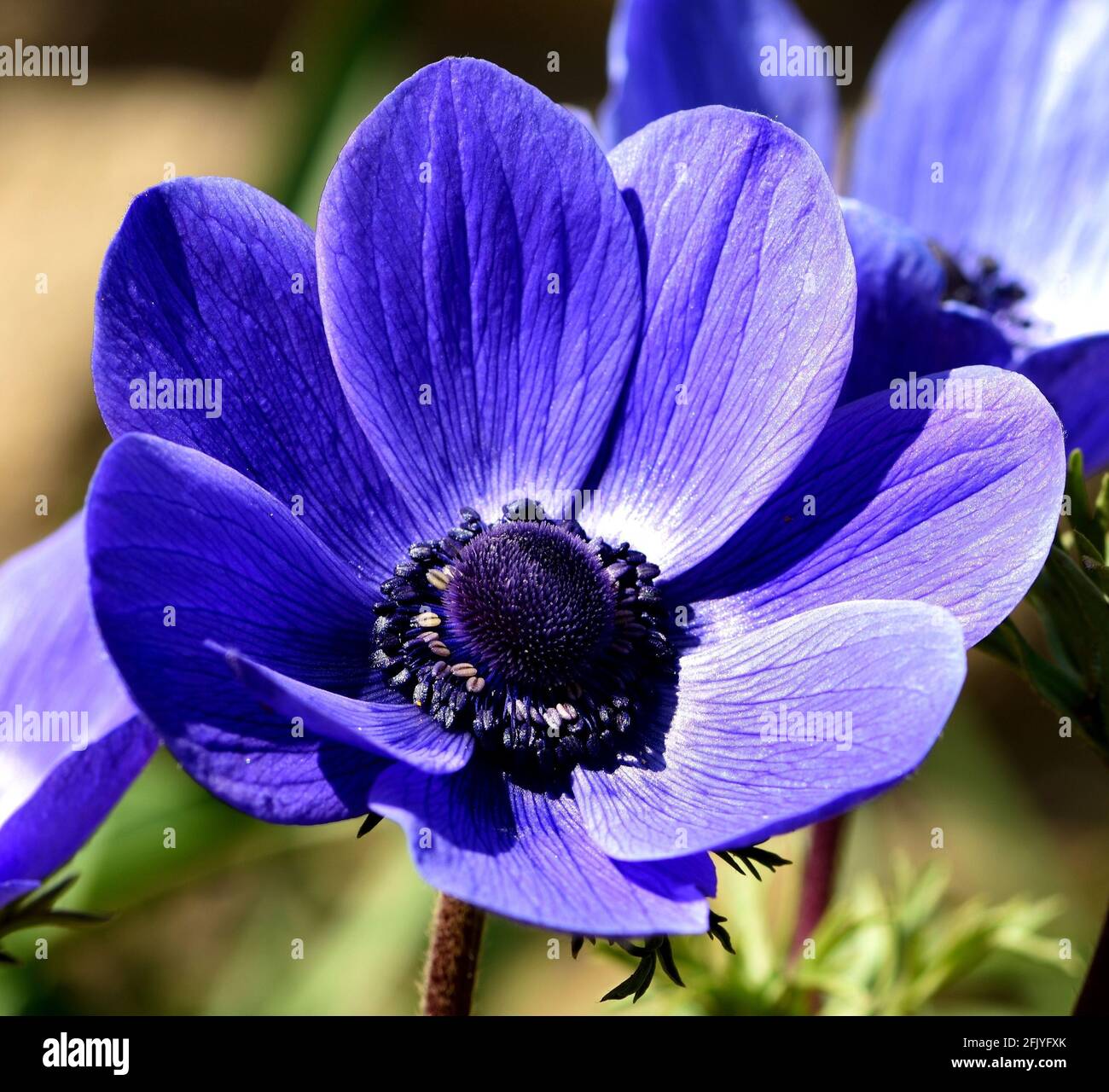 Blue anemone hi-res stock photography and images - Alamy