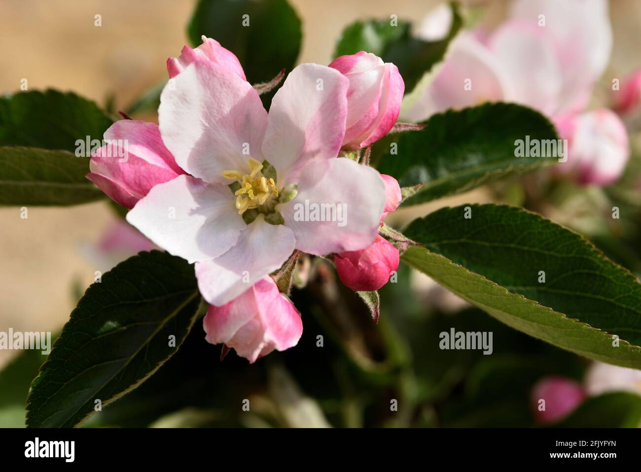 Apple jupiter hi-res stock photography and images - Alamy