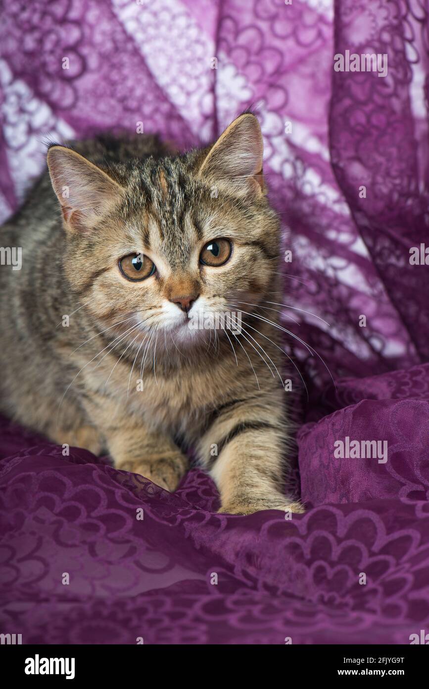 Cute tabby kitten with purple curtain Stock Photo - Alamy