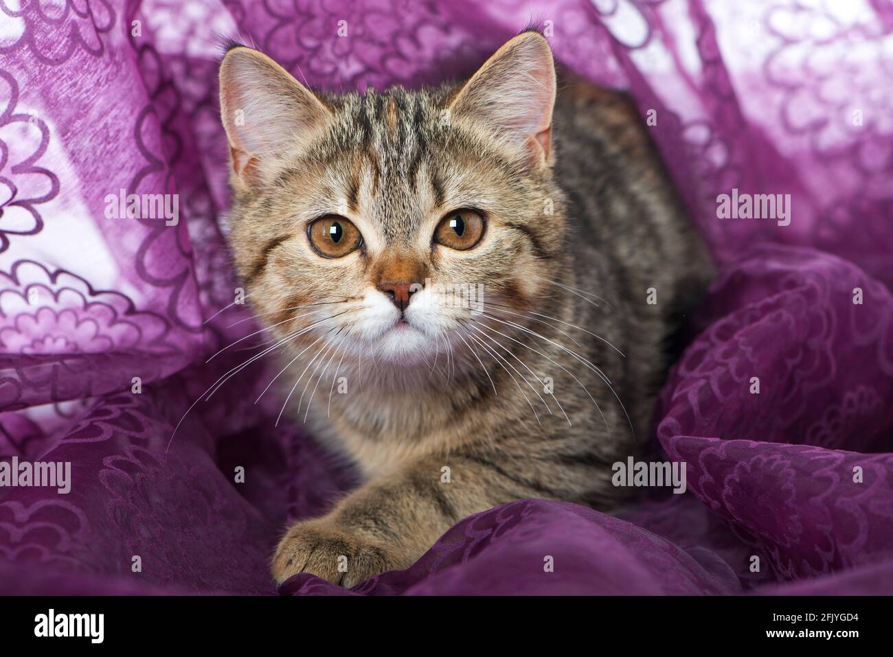 Cute tabby kitten with purple curtain Stock Photo - Alamy