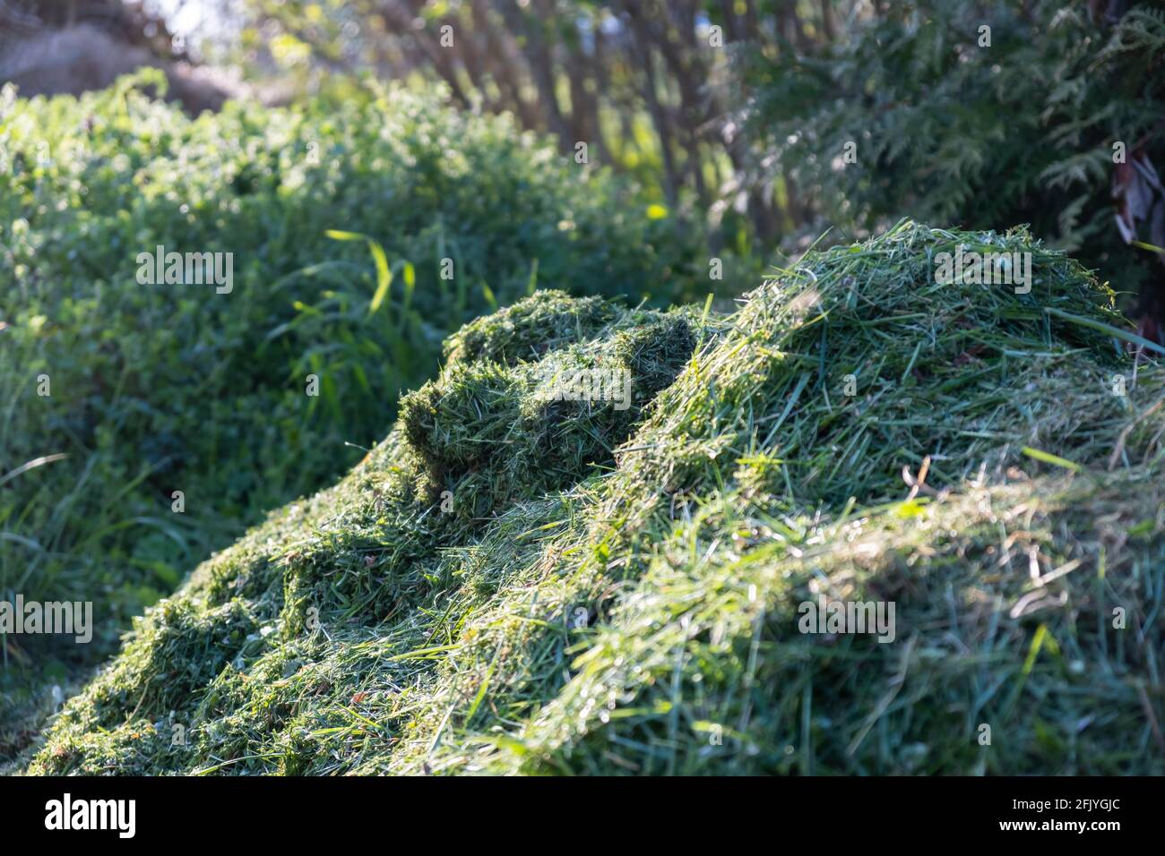 Pile of fresh cut grass hi-res stock photography and images - Alamy