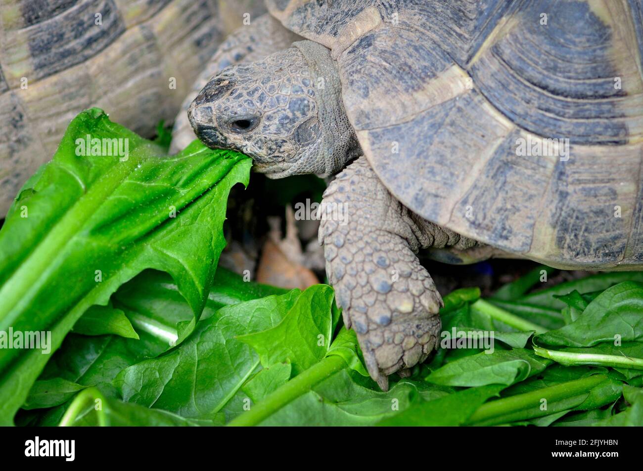 Baby Tortoise Eating