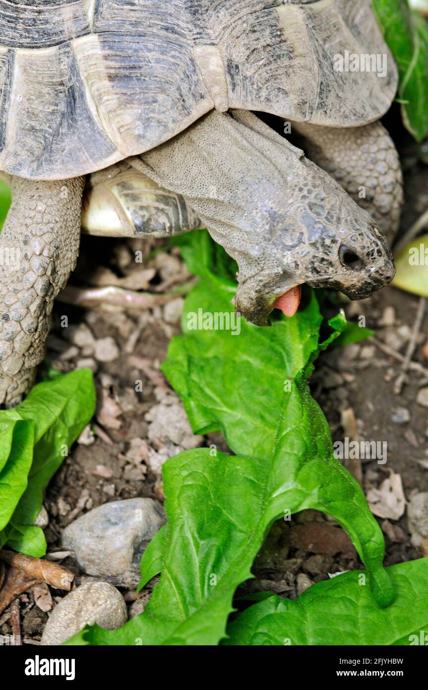 Captive tortoise hi-res stock photography and images - Alamy
