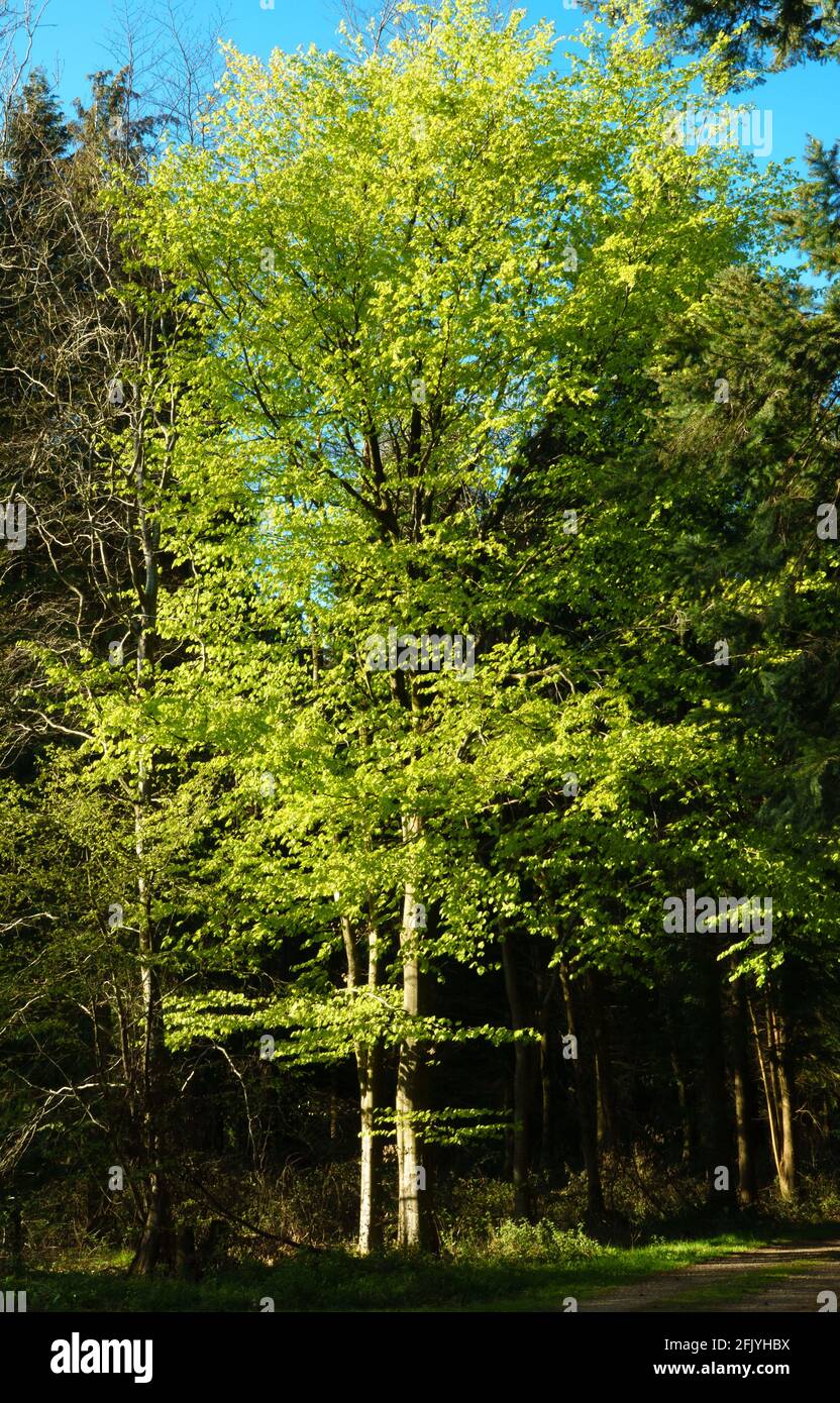 Green beech tree hi-res stock photography and images - Alamy