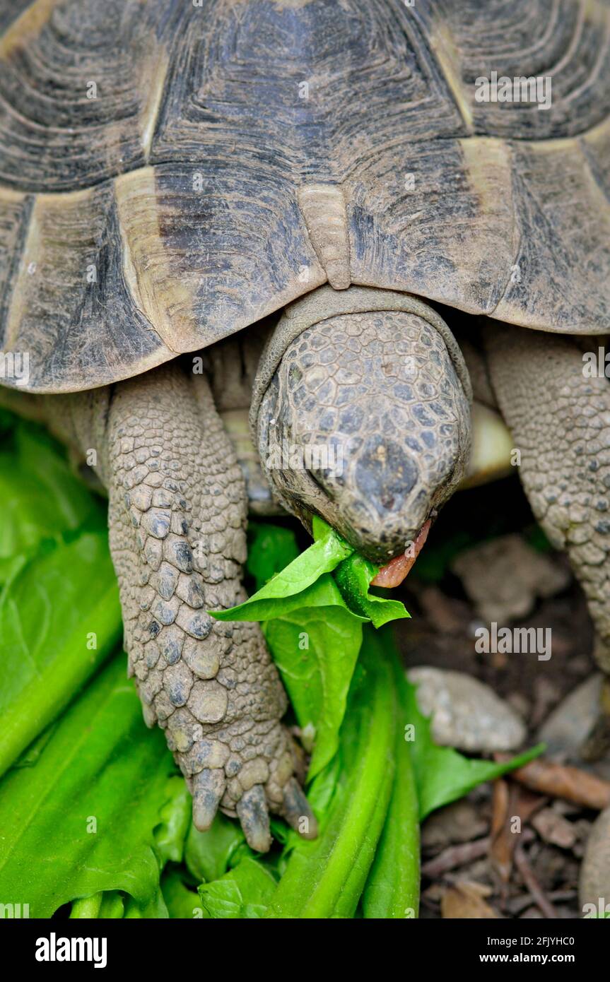 Tortoise Eating a Leaf Stock Photo - Alamy