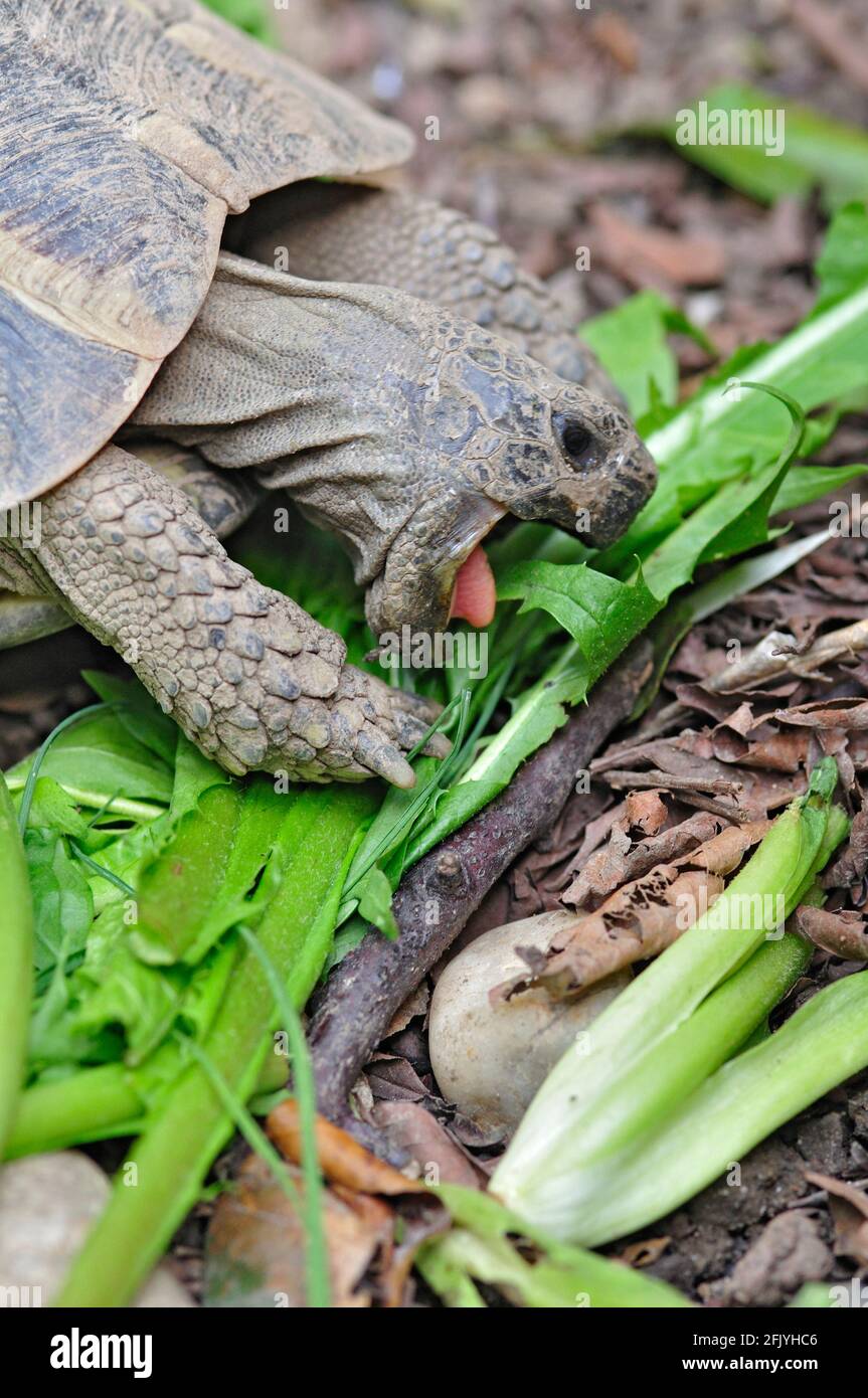 Tortoise Eating a Leaf Stock Photo - Alamy