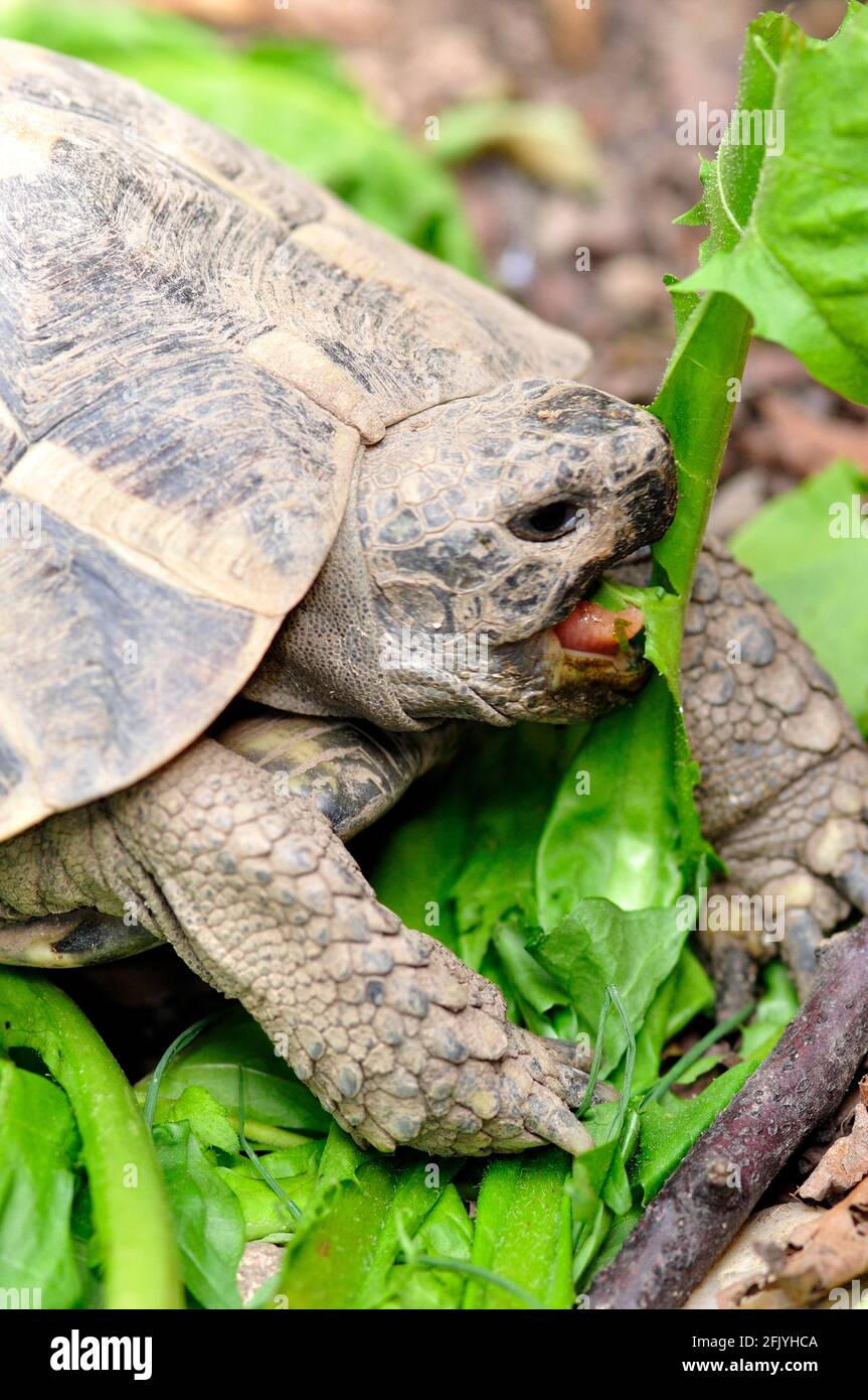 Tortoise Eating a Leaf Stock Photo - Alamy