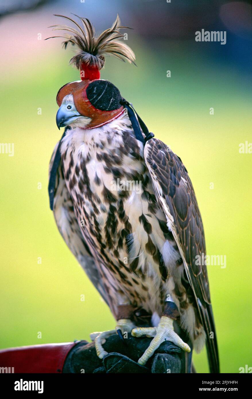 Falconry falconer peregrine falcon peregrine hunting hi-res stock ...