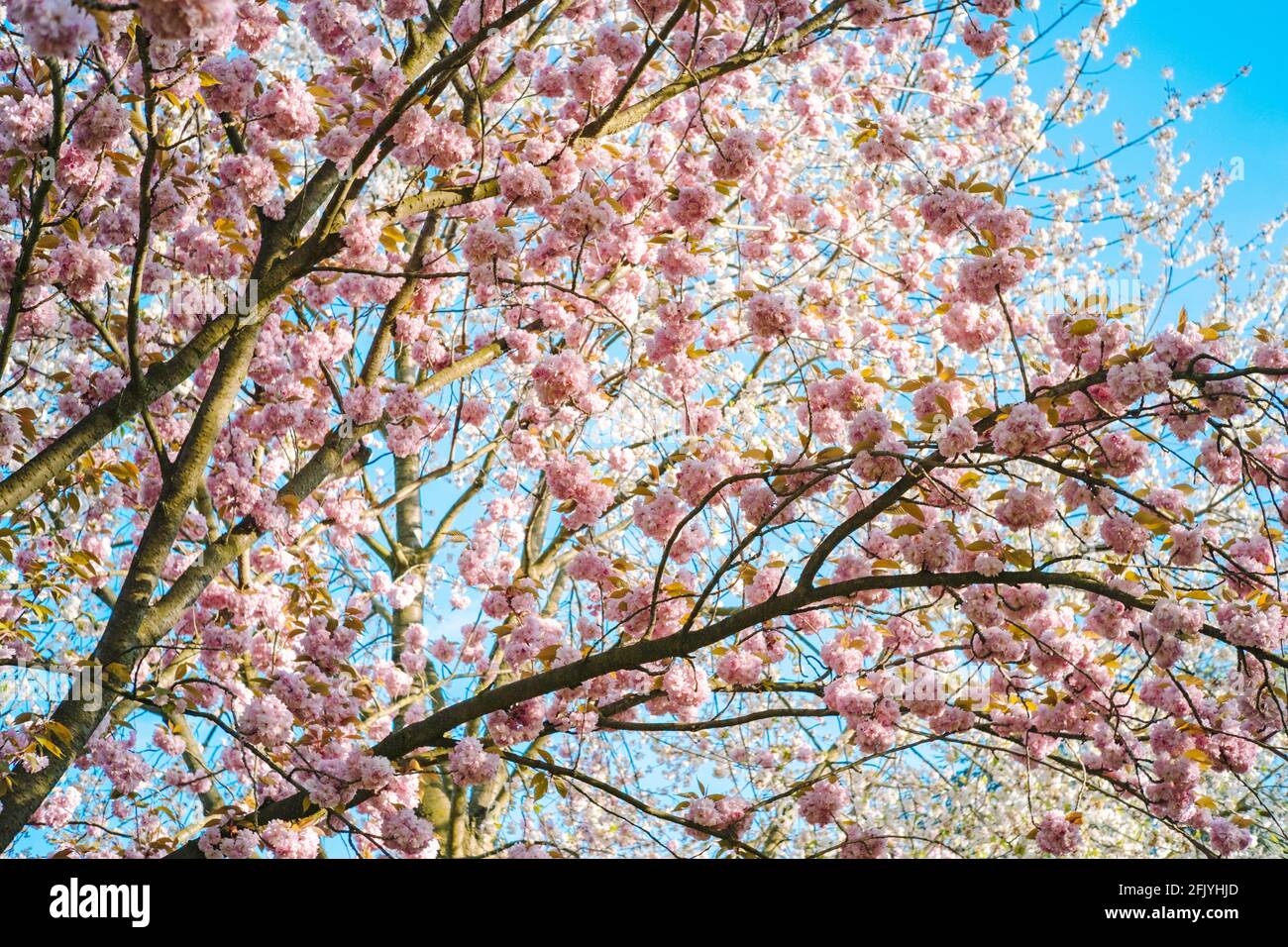 Cherry tree in full bloom Stock Photo - Alamy