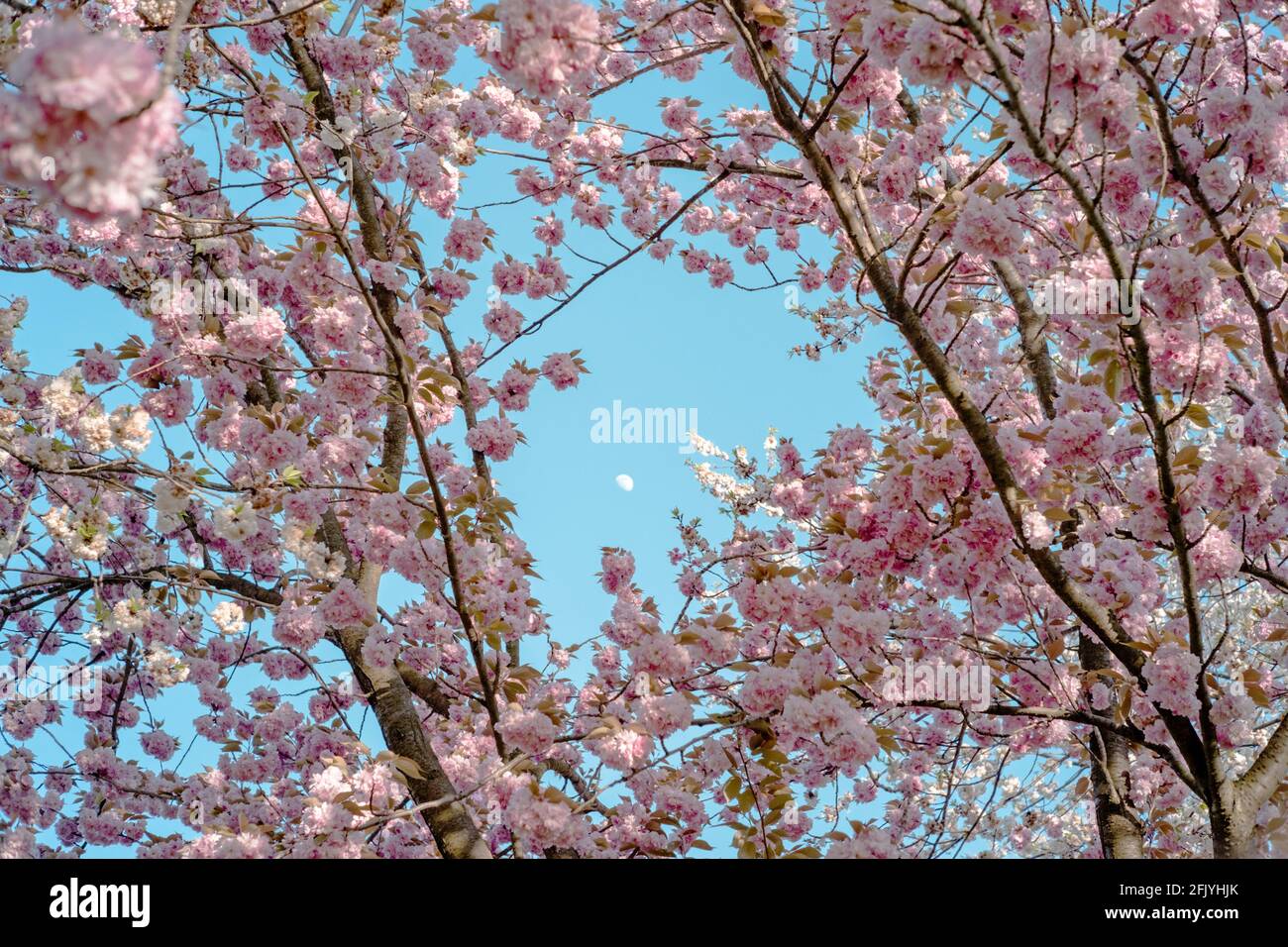 Full moon in bloom hi-res stock photography and images - Alamy